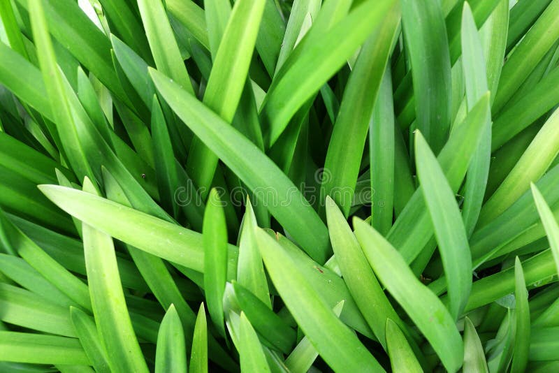Green Plant Leaf Blades stock image. Image of long, pattern - 112022409