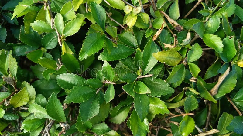 Green Plant Leaf Details stock photo. Image of produce - 221913398