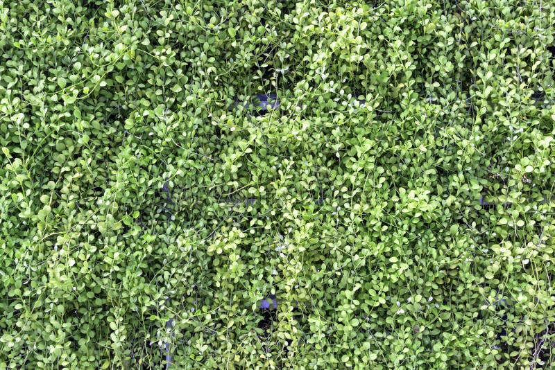 Green Plant Leaf ,group of Green Leaves Stock Image - Image of growth ...