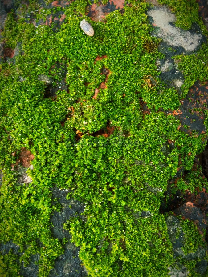 Green Plant Leaf Jungal Rock Moss Stock Photo - Image of green, lawn ...
