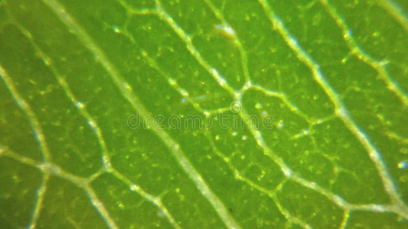 Dry Leaf on Surface of Green Leaf Stock Video - Video of dirty, brown ...