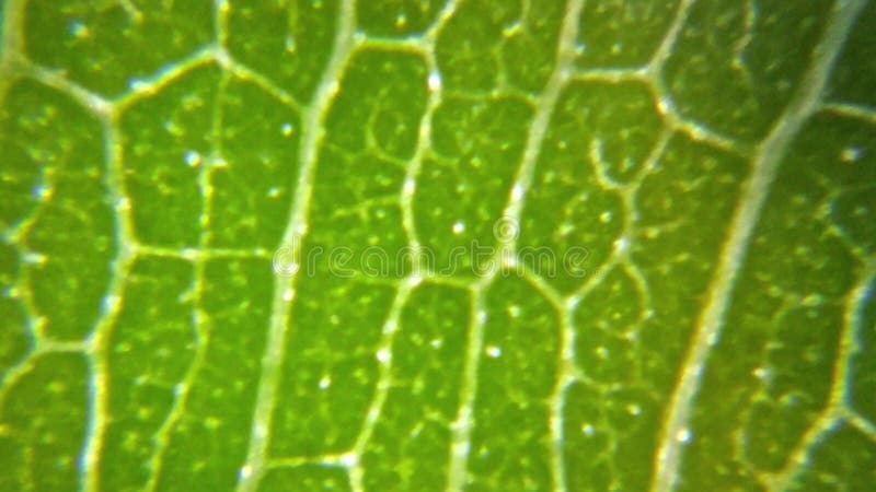 Green Plant Leaf Surface Viewed Under a Microscope Stock Video - Video ...