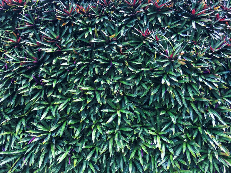 Green Plant Leaf Texture Background Stock Photo - Image of environment ...