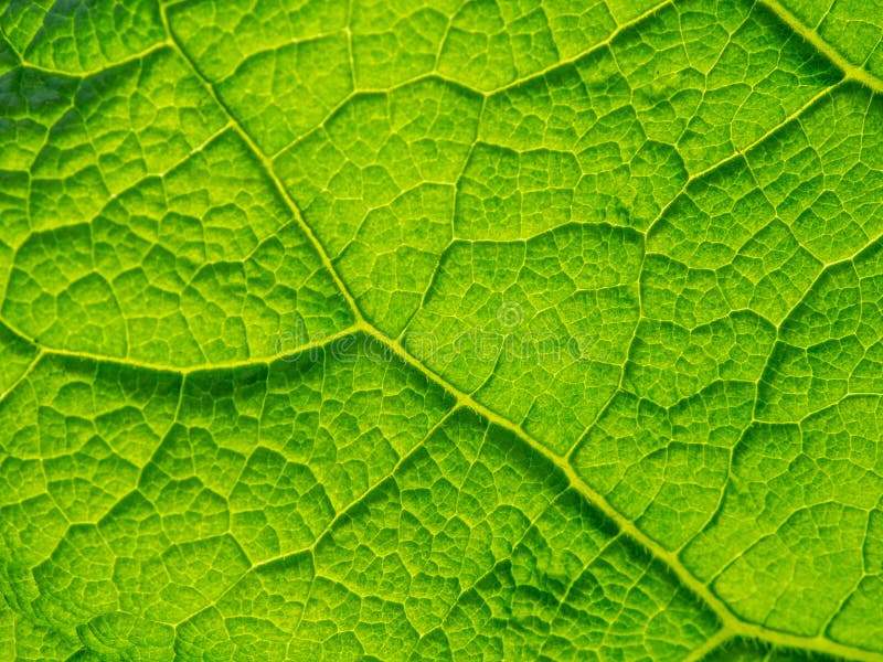 Green Plant Leaf Texture Background Stock Image - Image of macro ...