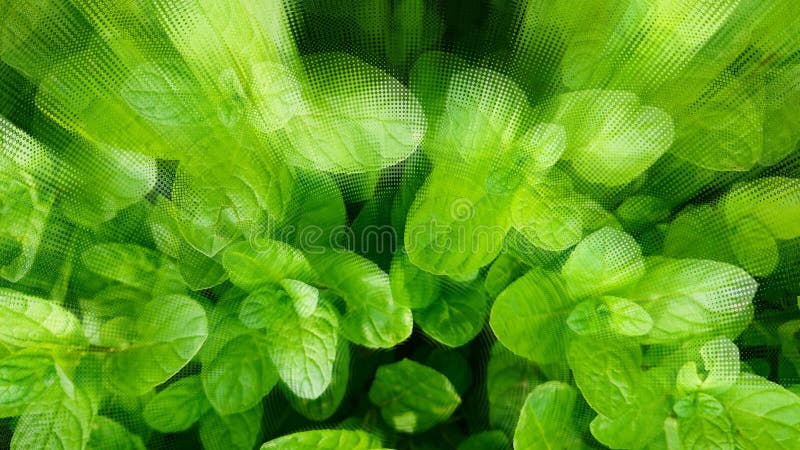 Green Plant Leaves Abstract Art Stock Photo - Image of plant, abstract ...