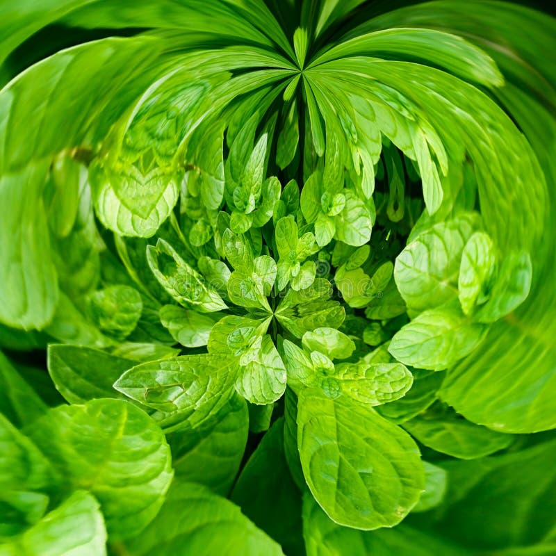 Green Plant Leaves Abstract Art Stock Image - Image of abstract, green ...