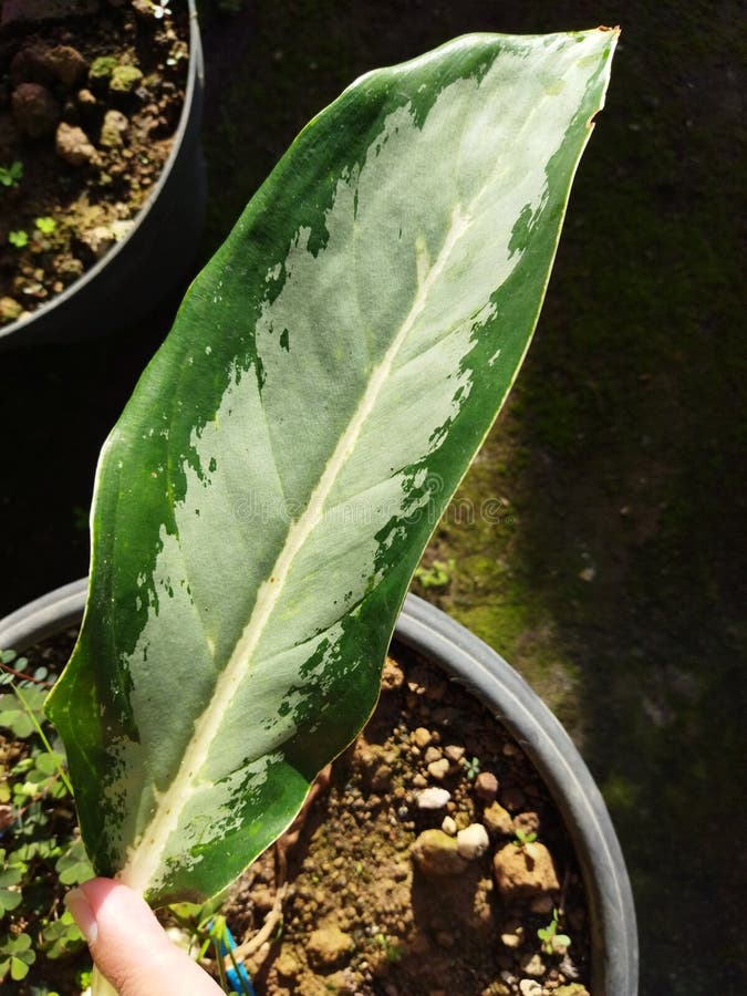 Green Plant Leaves with Unique White Patterns Planted in Pots in Front ...