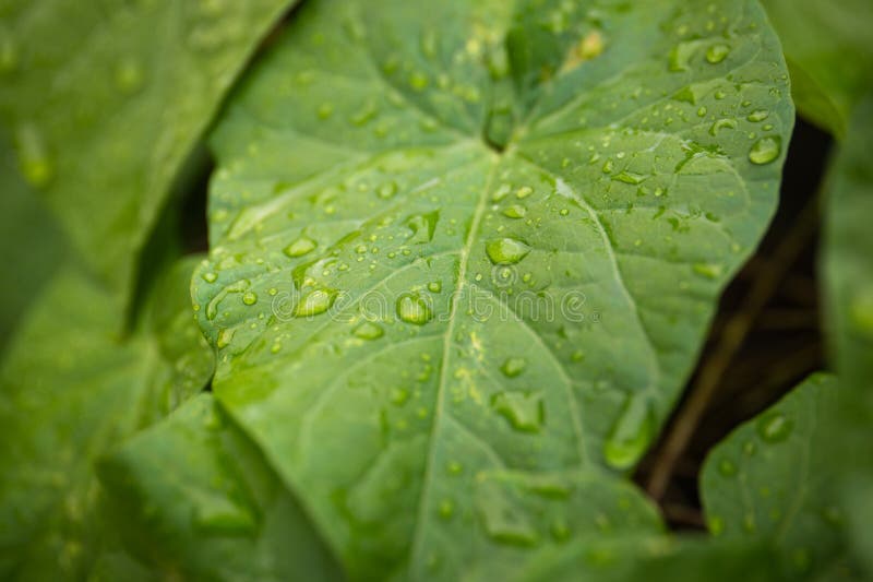 Green Plant Leaves with Water Drops, Spring Stock Photo - Image of ...