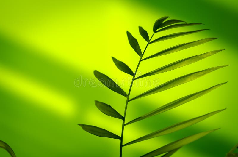 Green plant stock photo. Image of flora, color, growing - 52609212