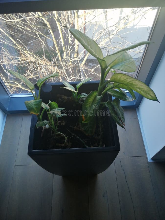 Green Plant Light Shadows Dirt Stock Photo - Image of light, shadows ...