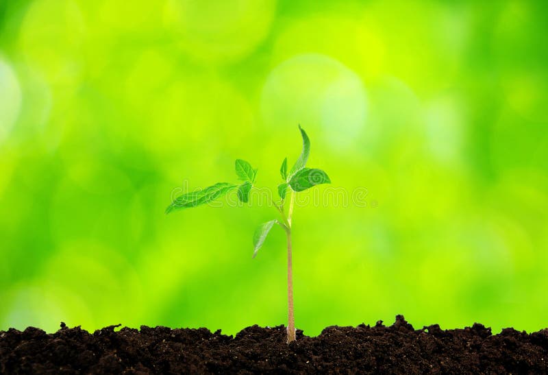 Green plant stock image. Image of plant, stem, grass, hope - 8612509