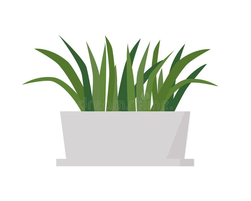 Green Plant with Long Leaves in Pot of Rectangular Shape, House Foliage ...