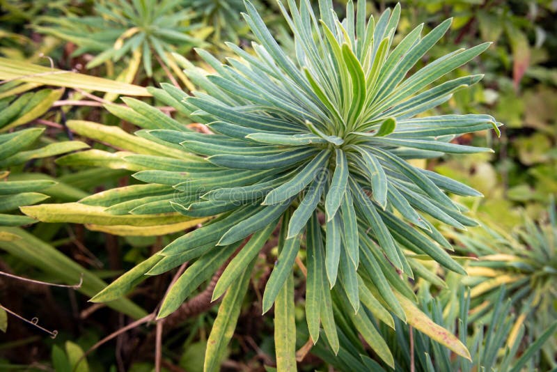 Long and Green stock image. Image of garden, green, thin - 187559187
