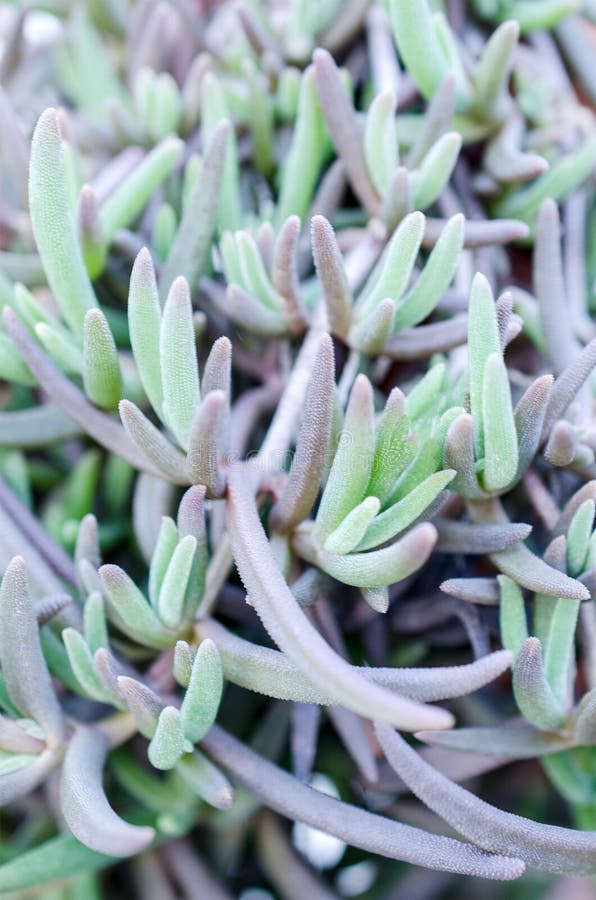 Green Plant with Many Small Branches . View from Side Stock Image ...