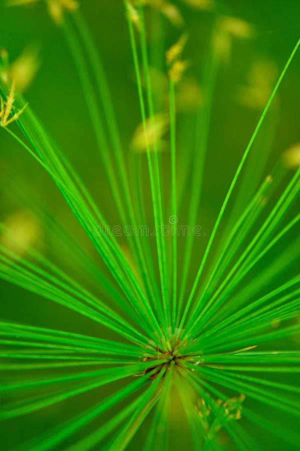 Green Plant Micro Pattern Background Stock Image - Image of decor ...