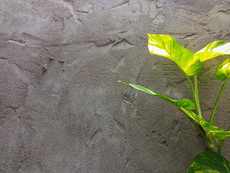 Green Plant Monstera on the Side Frame with Cement Concrete Wall ...