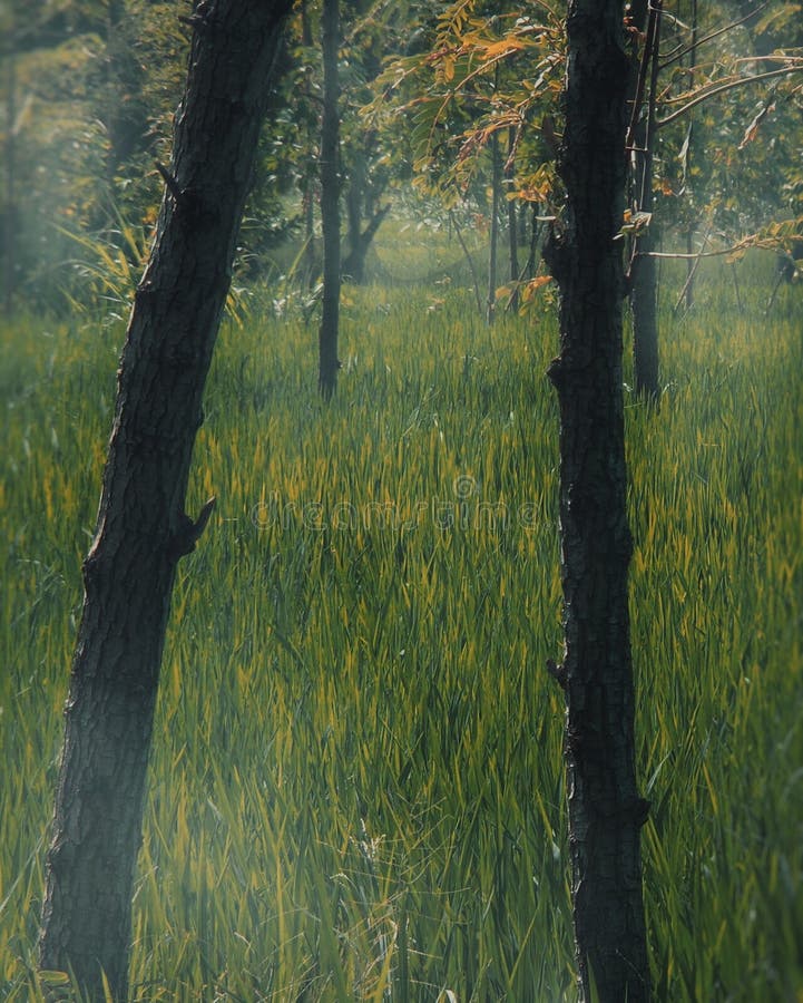 Green plant in the morning stock image. Image of grass - 187716877