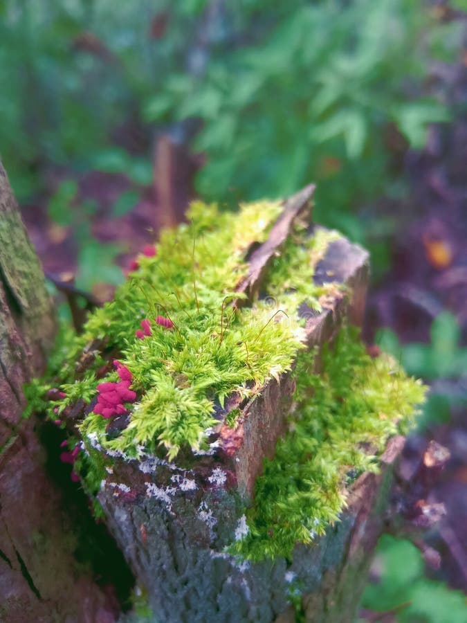 Green Plant or Moss Growing on the Roots of a Tree is Very Beautiful ...