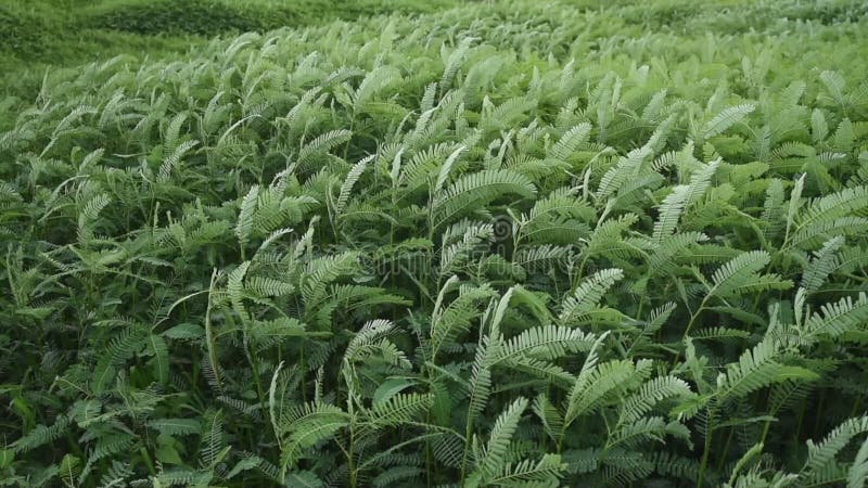 Green Plant Move with Wind (Handheld Shot) Stock Footage - Video of ...