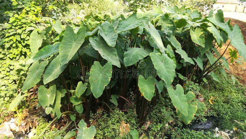 Green plant stock image. Image of smallplants, muddy - 149677549