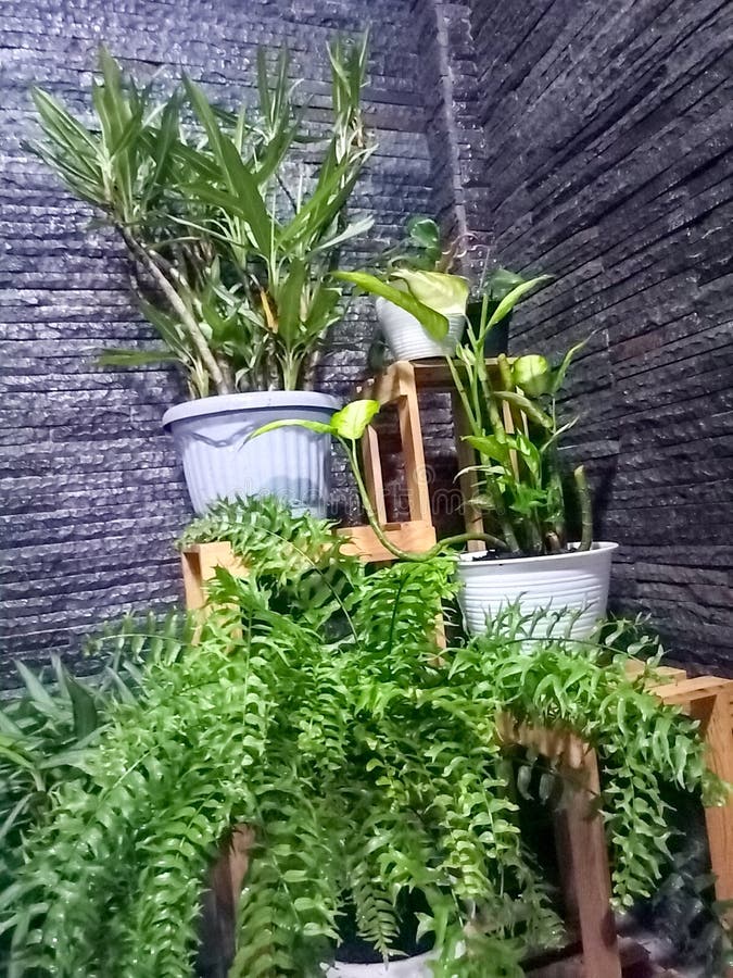 Green Plant on Multiple Vase Stock Photo - Image of garden, green ...