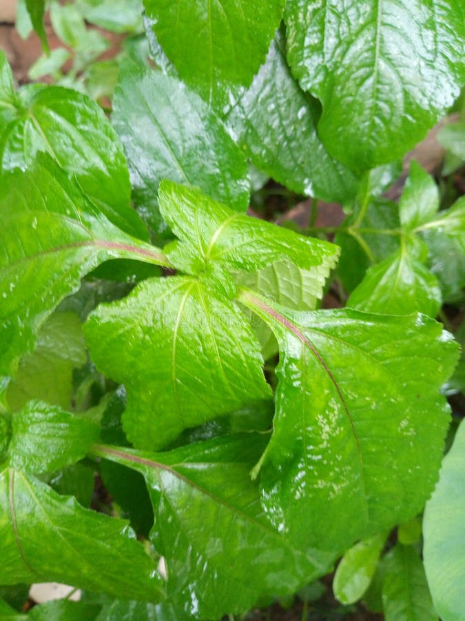 Natcher Stock Photos - Free & Royalty-Free Stock Photos from Dreamstime