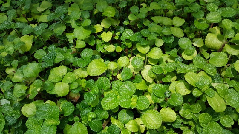Green Plant in Natural Status Stock Photo - Image of flower, natural ...