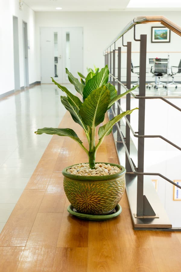 Green plant in the office. stock image. Image of fresh - 147099665