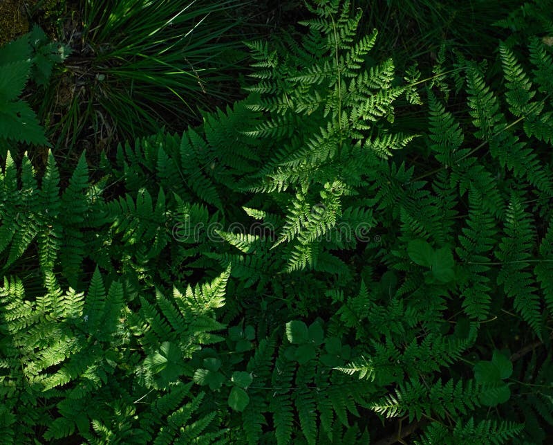 Green Plant Pattern Background Stock Image - Image of color, outdoor ...