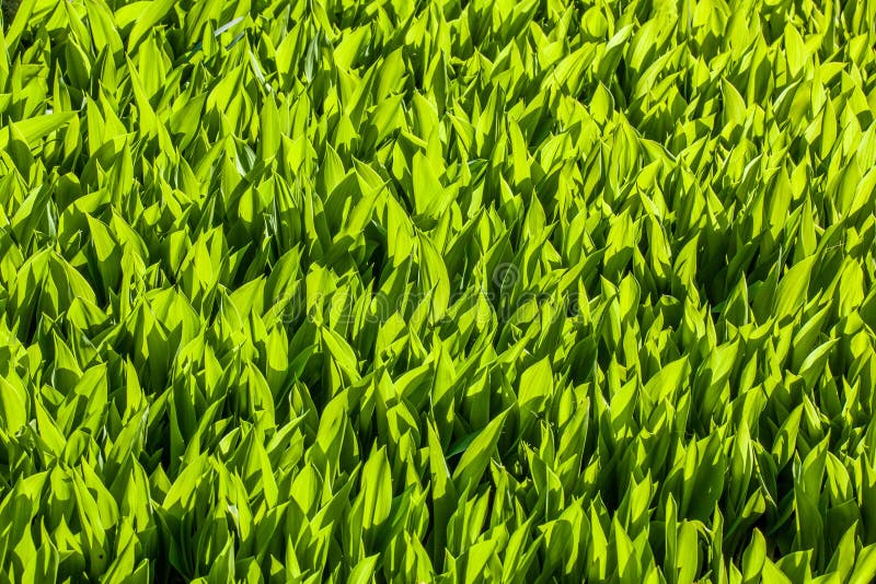Green plant pattern stock photo. Image of green, detail - 64079608