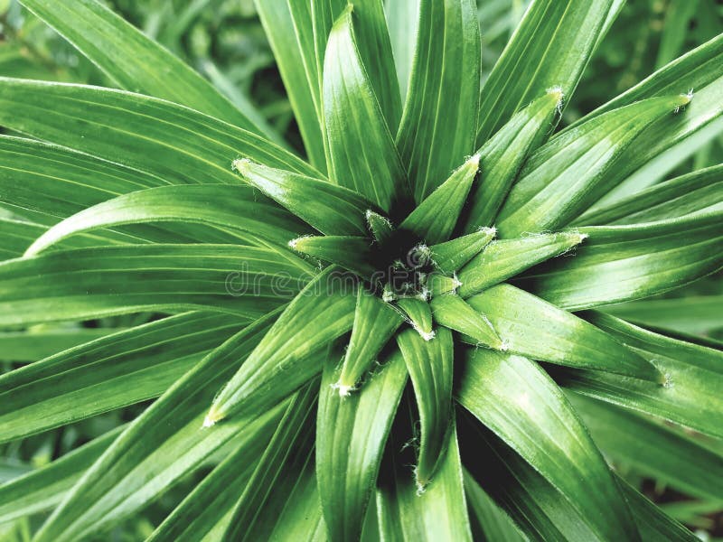 Green plant pattern stock image. Image of nature, green - 149341311