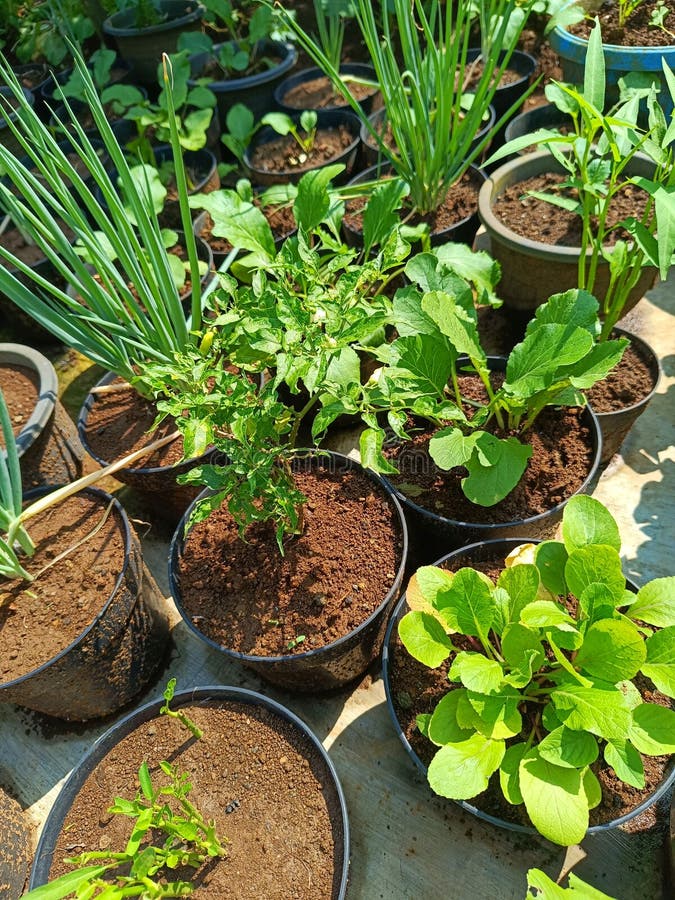 Green plant in a pot stock photo. Image of garden, backyard - 332216192