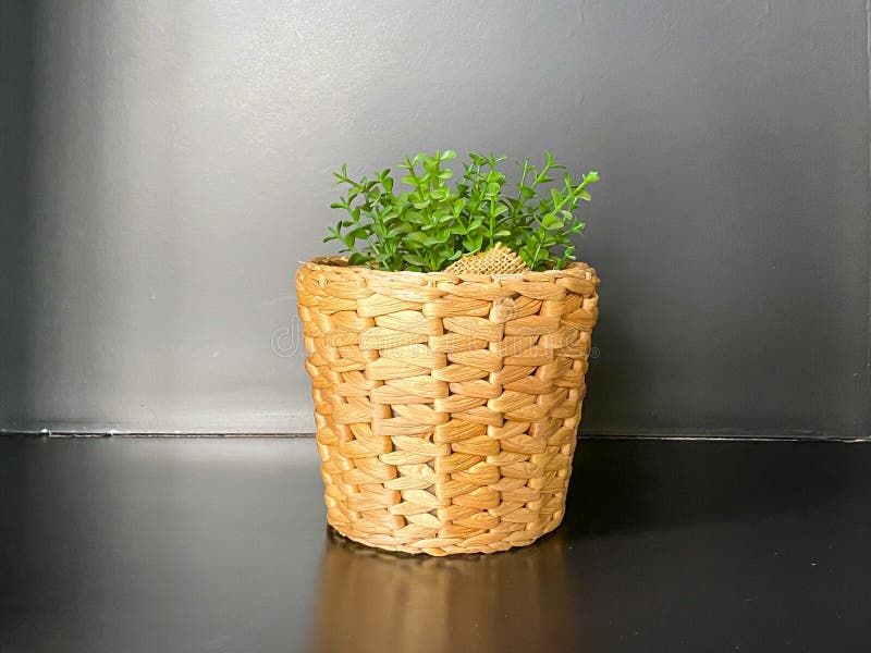 Green Plant in the Rattan Pot Stock Photo - Image of plant, home: 249562780