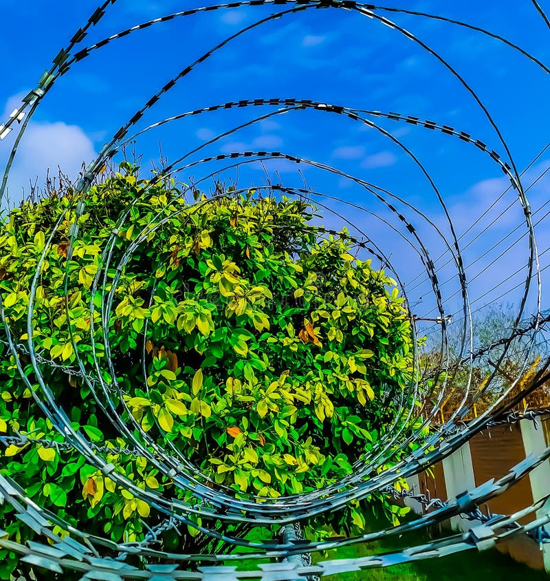 Green Plant in the Razor Wire. Stock Image - Image of blue, botanical ...