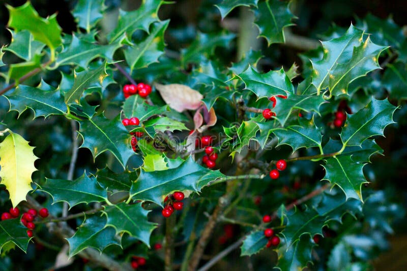 Green Plant with Red Berries Stock Image - Image of single, leaf: 50604401