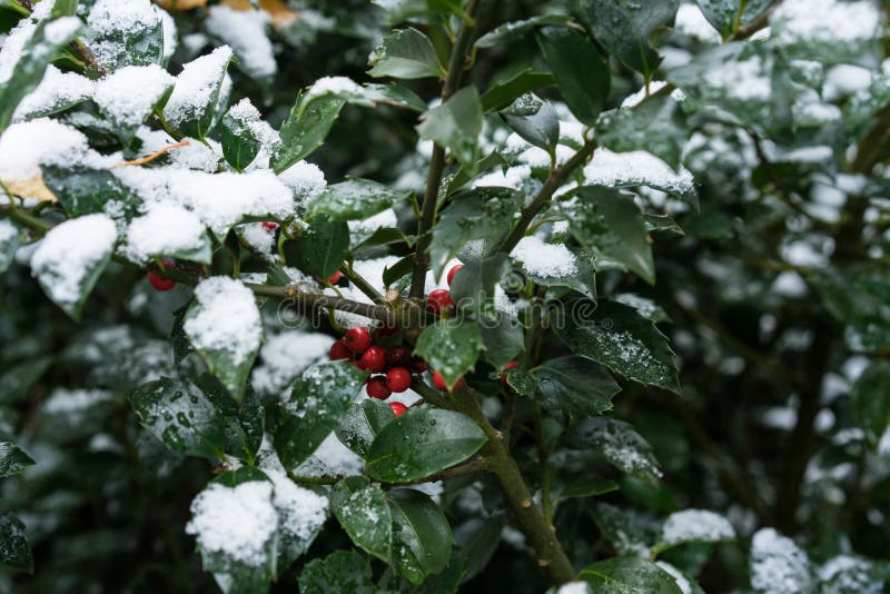 Green Plant with Red Berries Covered in Snow Stock Photo - Image of ...