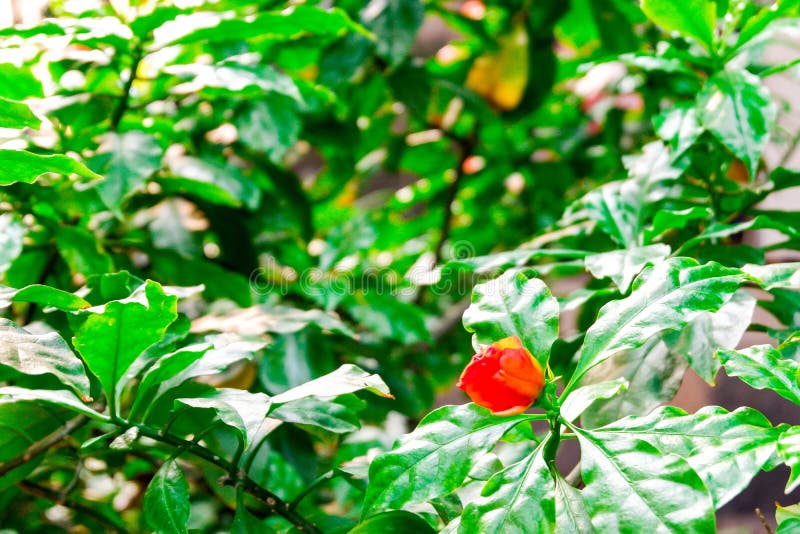 Green Plant with Red Little Flower Stock Photo - Image of close, leaf ...