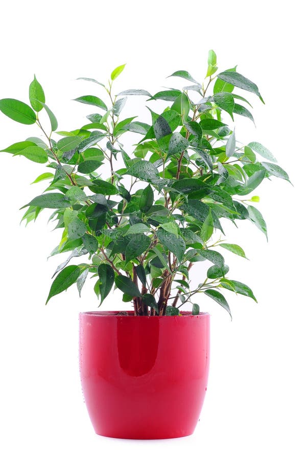 Citrus tree in a pot stock photo. Image of potted, green - 104848290