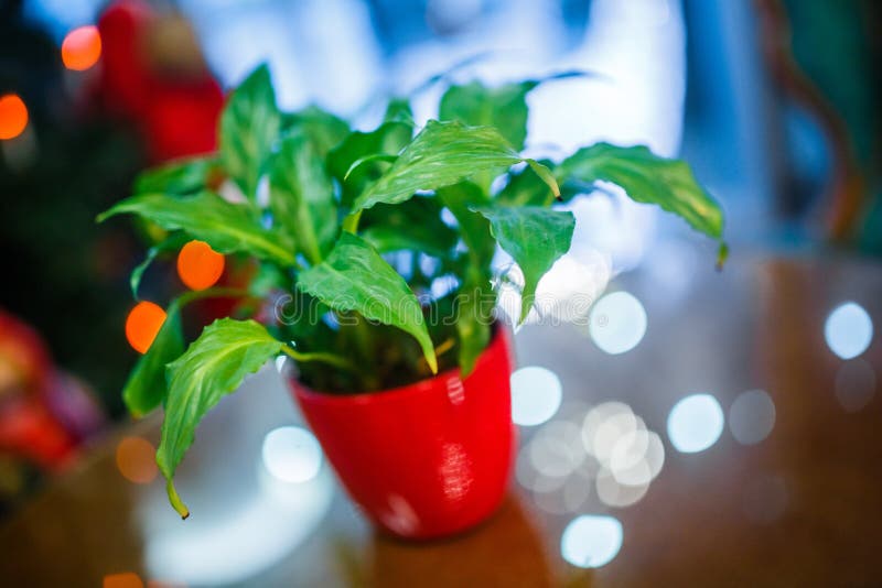 Green plant in a red pot stock photo. Image of natural - 179726542