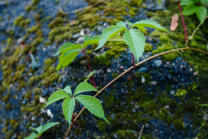 Green Plant on a Rock Covered with Moss. Stock Image - Image of ...