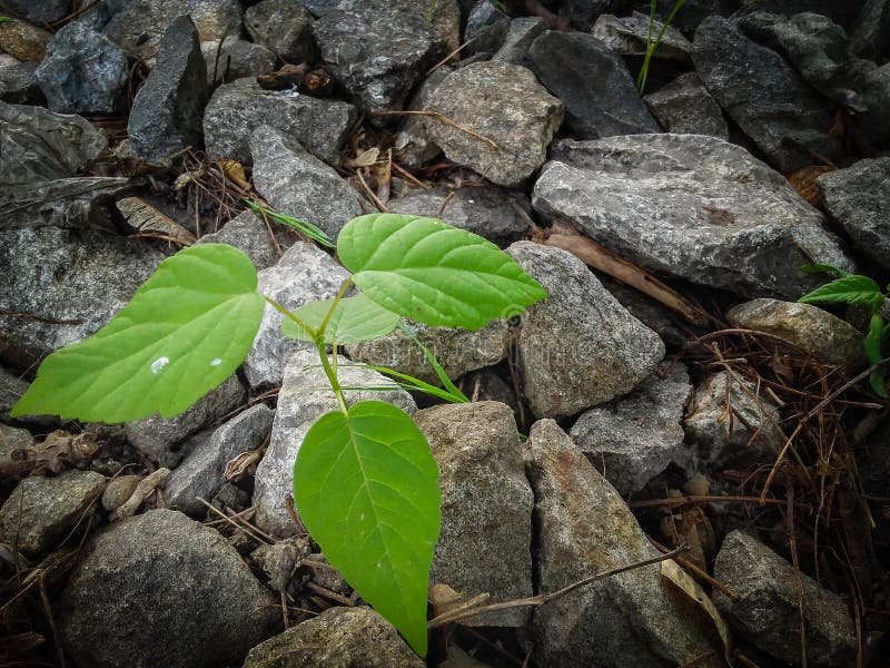 Green plant between rocks stock image. Image of garden - 150012453