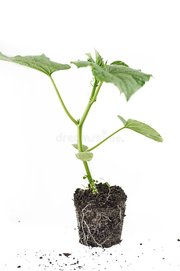 Green Plant with Roots on a White Background. Stock Photo - Image of ...