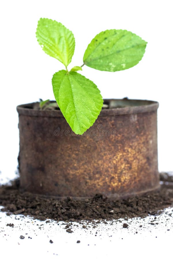 Green Plant in Rusty Cans on White Stock Photo - Image of closeup ...