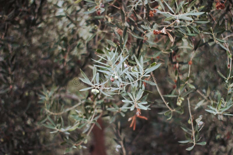 Green Plant with Sharp Leaves Close-up Stock Image - Image of ...