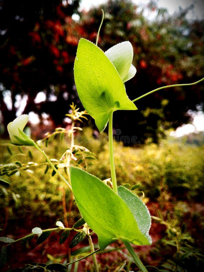 Plant Sheed Stock Photos - Free & Royalty-Free Stock Photos from Dreamstime