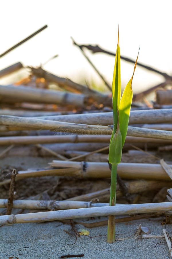 Green Plant Shoot Growing among Sticks Stock Image - Image of adversity ...
