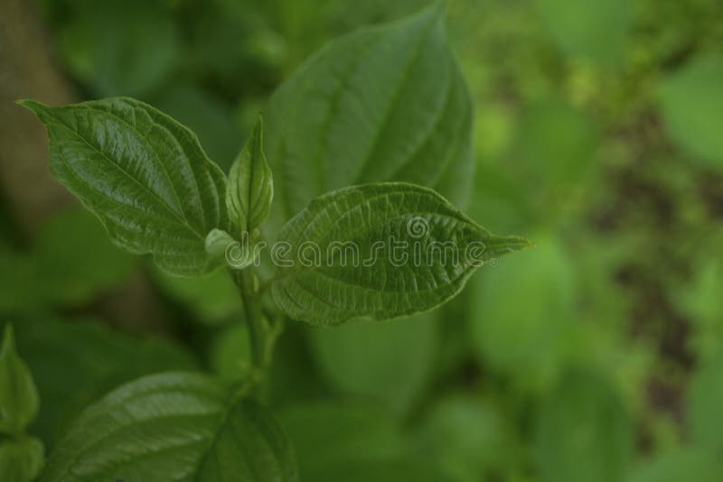 Green plant shoot stock image. Image of summer, shoot - 120999581