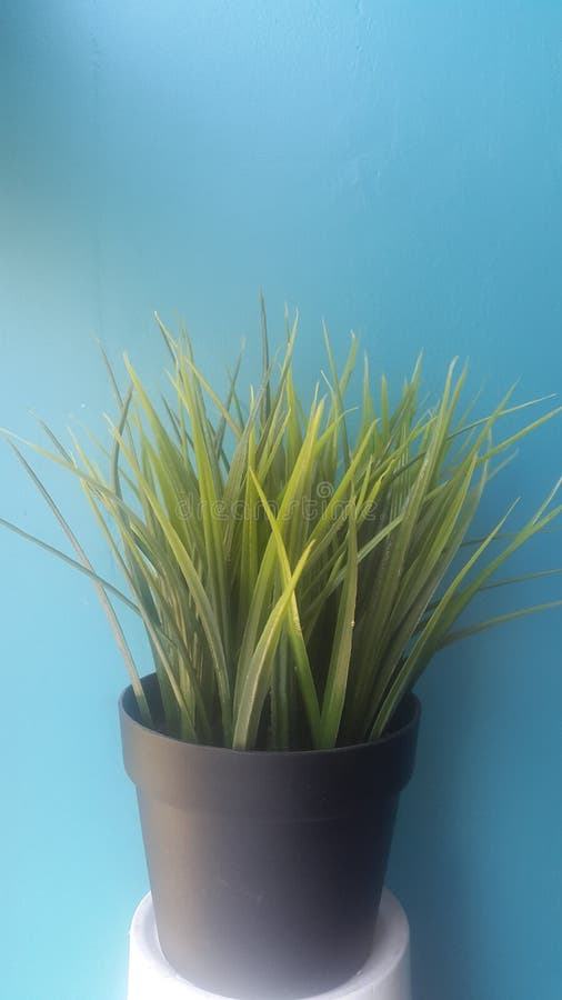 Green plant stock image. Image of blue, side, plant, view - 89615095