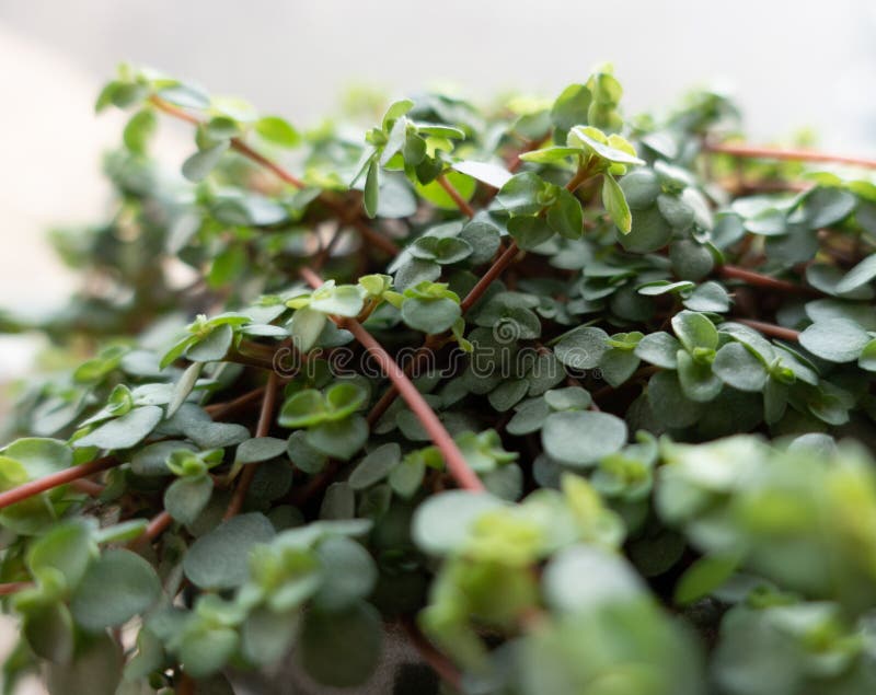 Green Plant with Small Leafs Stock Image - Image of branch, flower ...