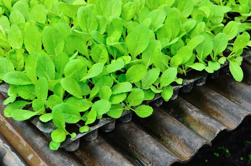 Green Plant with Small Leaves Stock Image - Image of youth, seedling ...